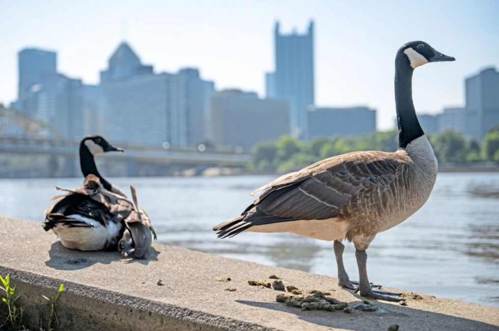 Is Goose Poop Toxic? 7 Health Risks Property Owners Must Know